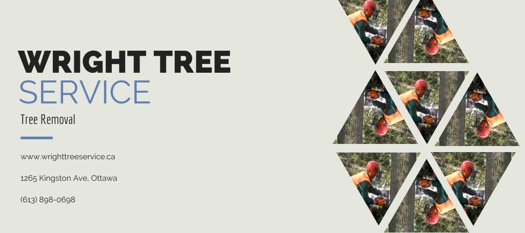 7 Tree Removal Pros in Ottawa Tried and Tested by Locals [2026 ]
