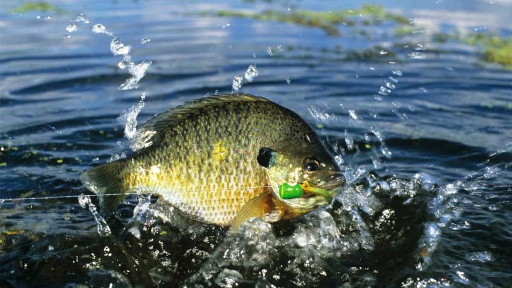 10 Best Fishing Spots in Ottawa [REVEALED] [2026 ]