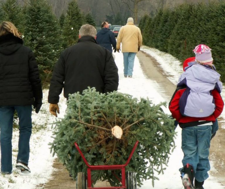 5 of the Best Tree Farms Ottawa Has to Offer [2025 ]